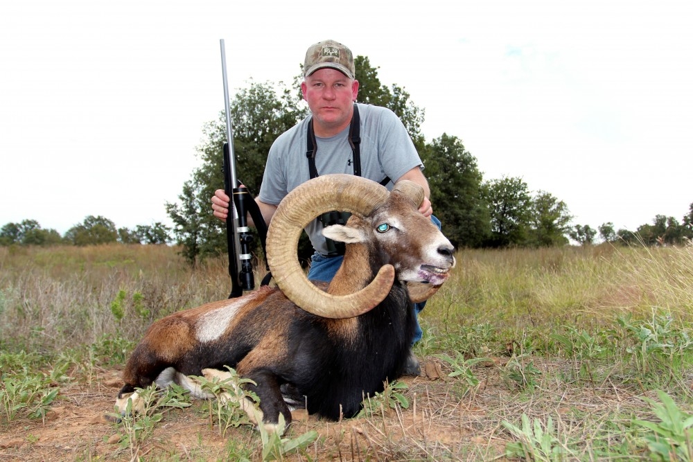Montgomery Properties Ranch Mouflon Sheep Photo Gallery Montgomery Properties Ranch Mouflon Sheep Photo Gallery