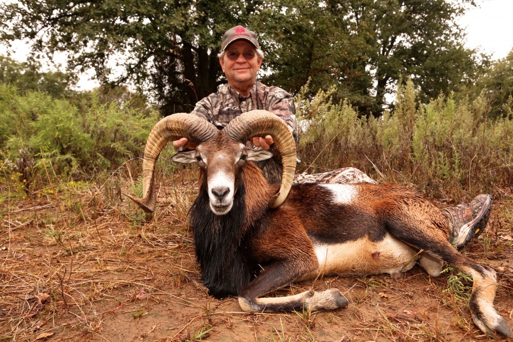 Montgomery Properties Ranch Mouflon Sheep Photo Gallery Montgomery Properties Ranch Mouflon Sheep Photo Gallery